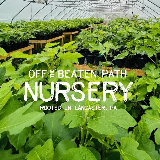 Early Jiro Fuyu Persimmon – Off the Beaten Path Nursery