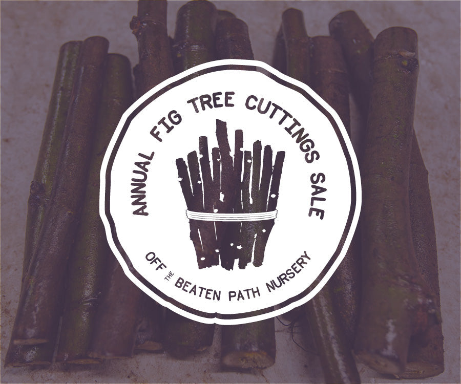 Chincoteague Celeste – Fig Tree Cuttings – Off the Beaten Path Nursery