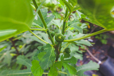 Fig Tree | Cuttings – Off the Beaten Path Nursery