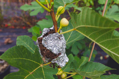 Fig Tree | Cuttings – Off the Beaten Path Nursery